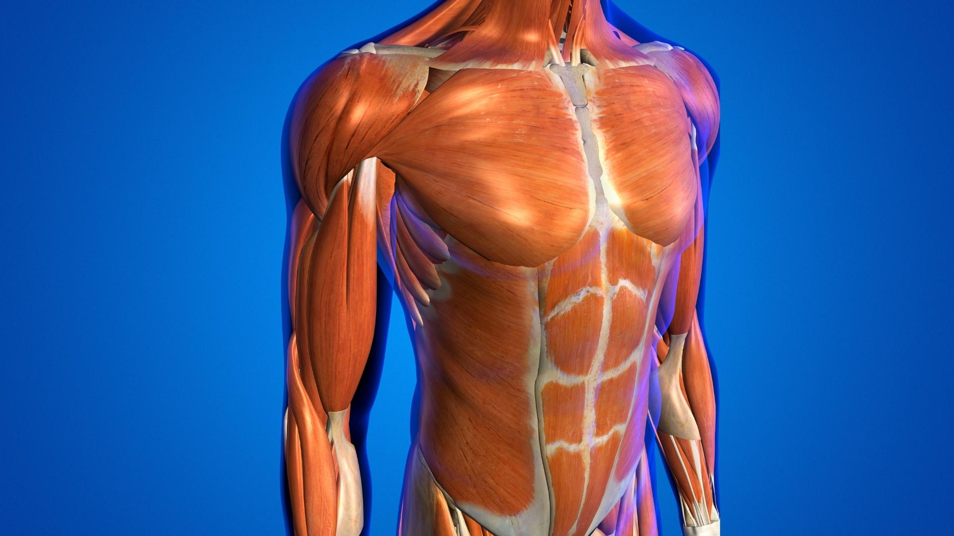 Are Muscles Important? - Penang Adventist Hospital